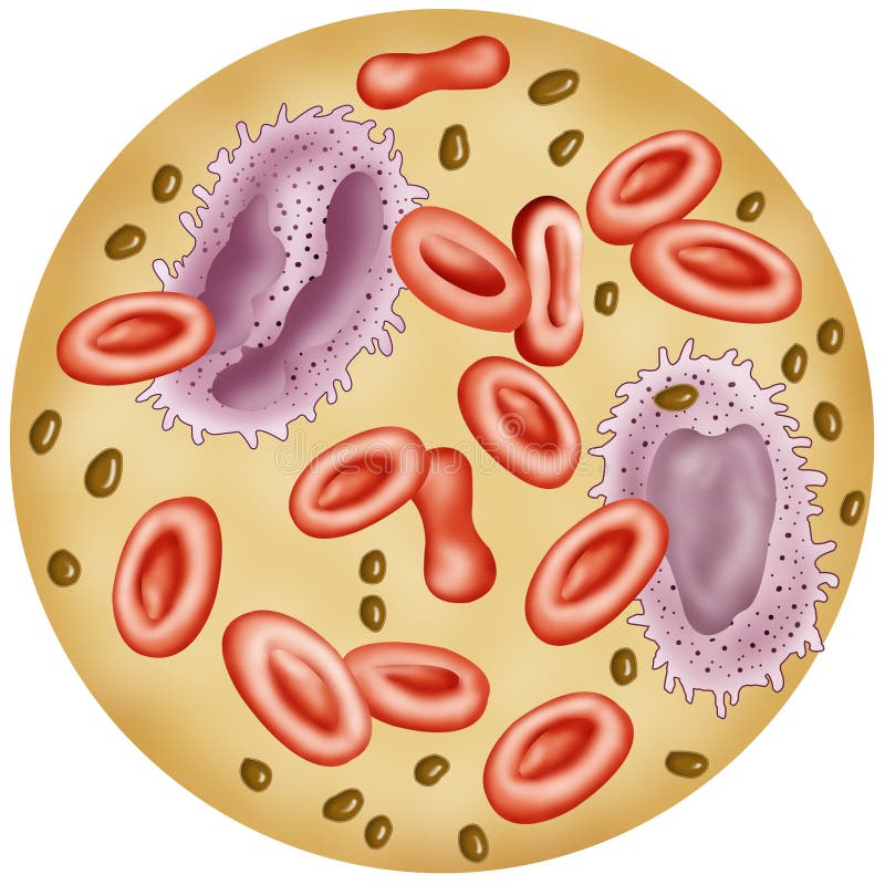 Blutzellen stock abbildung. Illustration von menschlich - 10222236