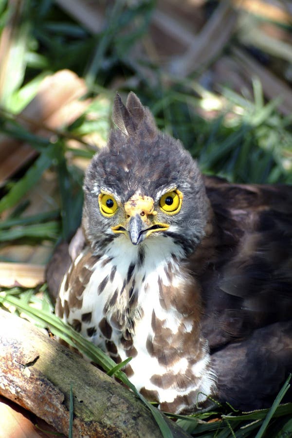 Blyth s Hawk Eagle stock photo. Image of wildlife, vertical - 49483516