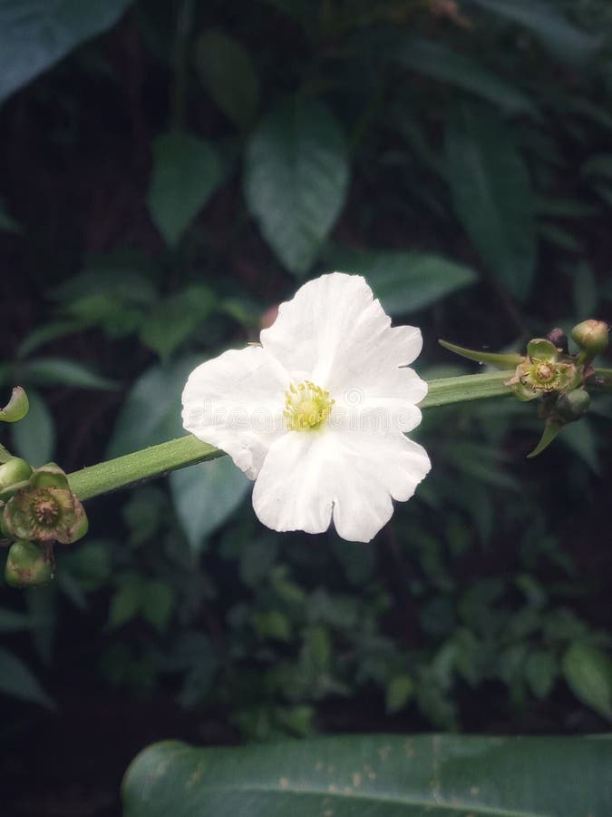 Bnw jasmine flower stock image. Image of shrub, produce - 264390455