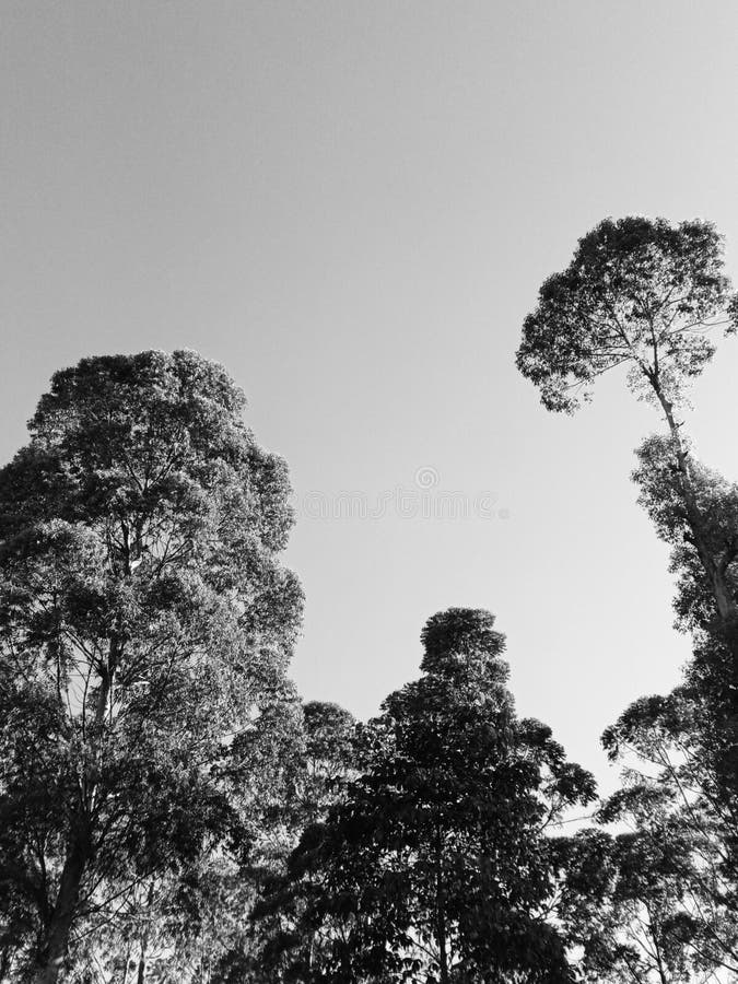 Bnw of tree stock image. Image of white, flower, darkness - 266802529