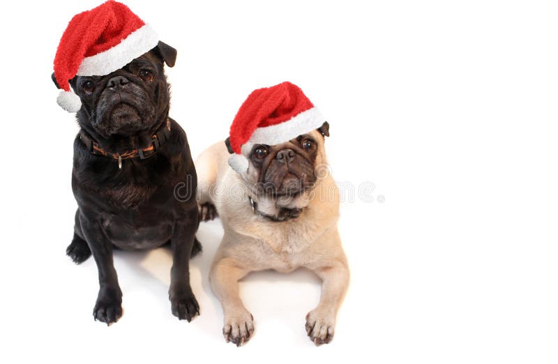 1,298 Mopsy zdjęć stockowych - bezpłatne i z licencją Royalty Free od ...