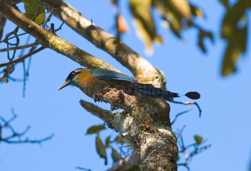 Bo Bo Bird stock photo. Image of color, central, tropical - 1875356