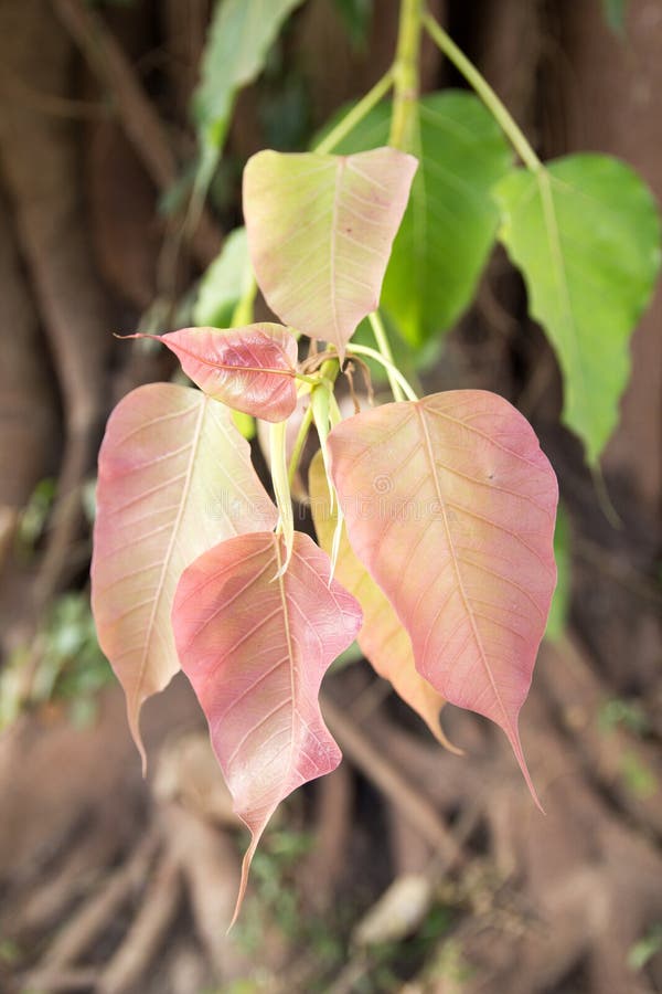 Bo leaf stock photo. Image of beautiful, colorful, healthy - 136749718