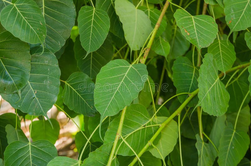 Bo leaf stock image. Image of pattern, leaf, green, design - 40198441