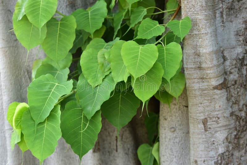 Bo leaf have v-shape stock photo. Image of fresh, plant - 110113090