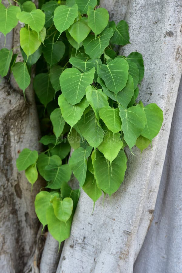 Bo leaf have v-shape stock photo. Image of fresh, plant - 110113090