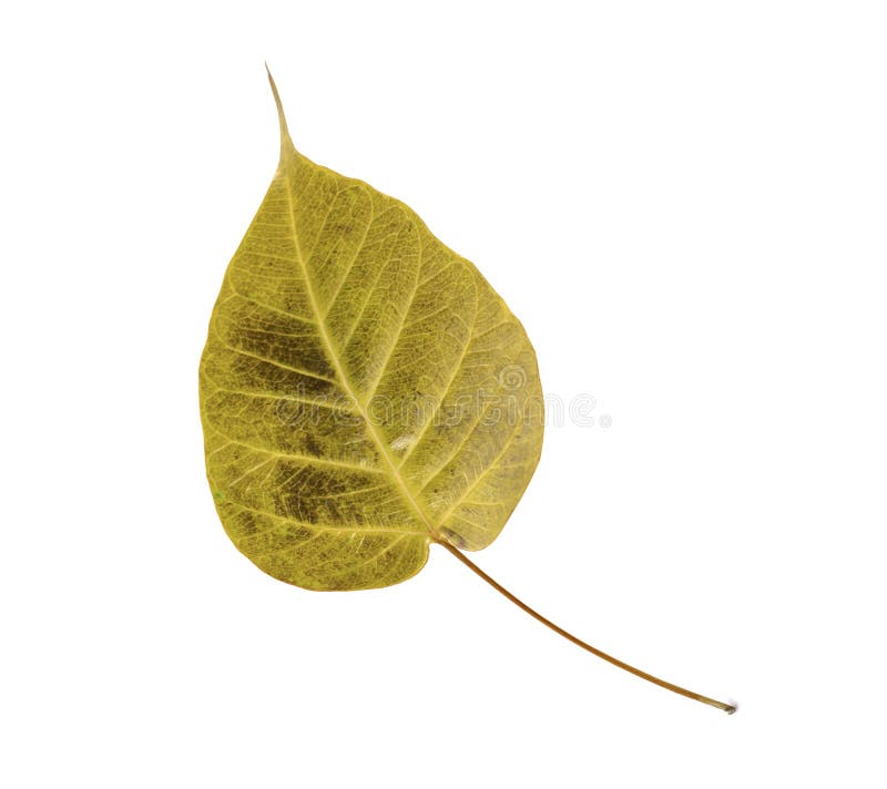 1,100 Bo Plant Stock Photos - Free & Royalty-Free Stock Photos from ...