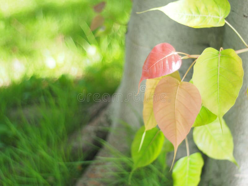 Bo leaf stock image. Image of tree, ficus, buddhism, beauty - 93858263