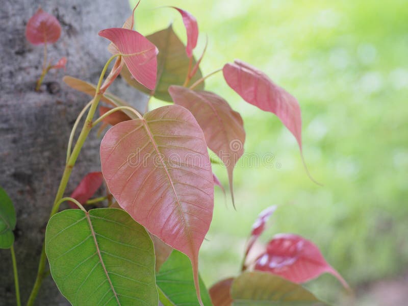 Bo leaf stock image. Image of buddhism, texture, religiosa - 93858359