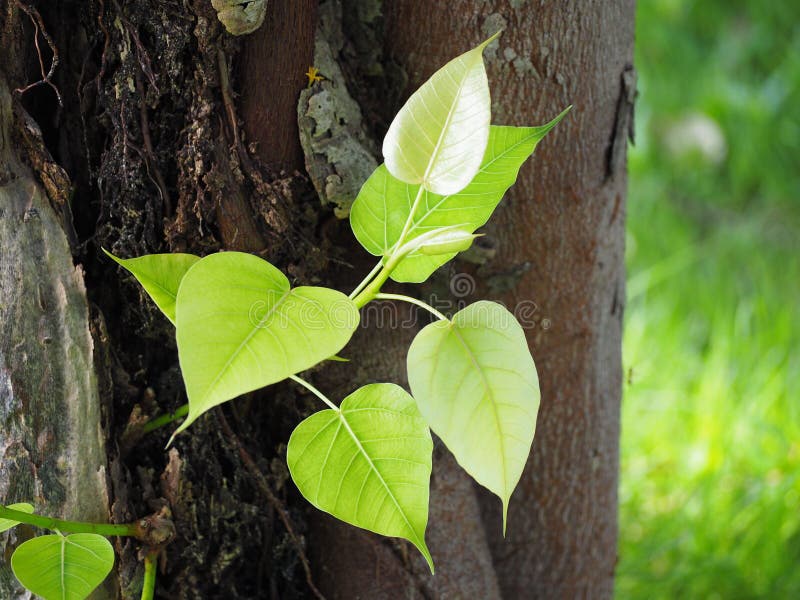 Bo leaf stock photo. Image of asian, beauty, fresh, colorful - 93858408