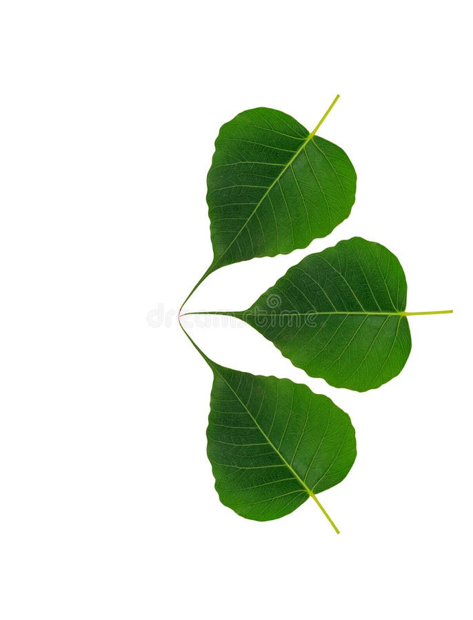Bo Leaf on White Background Stock Image - Image of pattern, symbol ...