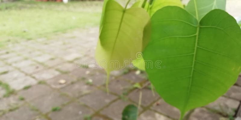 Bo Leaves in Ancient Temple Stock Image - Image of temple, leaf: 155620809
