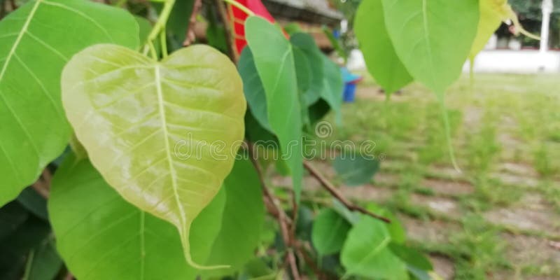 Bo Leaves in Ancient Temple Stock Image - Image of leaves, green: 155620829