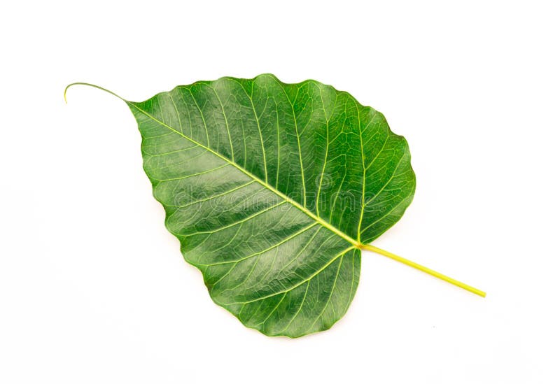 Bo Leaves Heart Shaped on White Background Stock Image - Image of ...