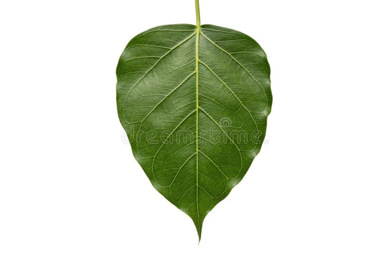 Bo leaves stock photo. Image of green, natural, design - 92196442