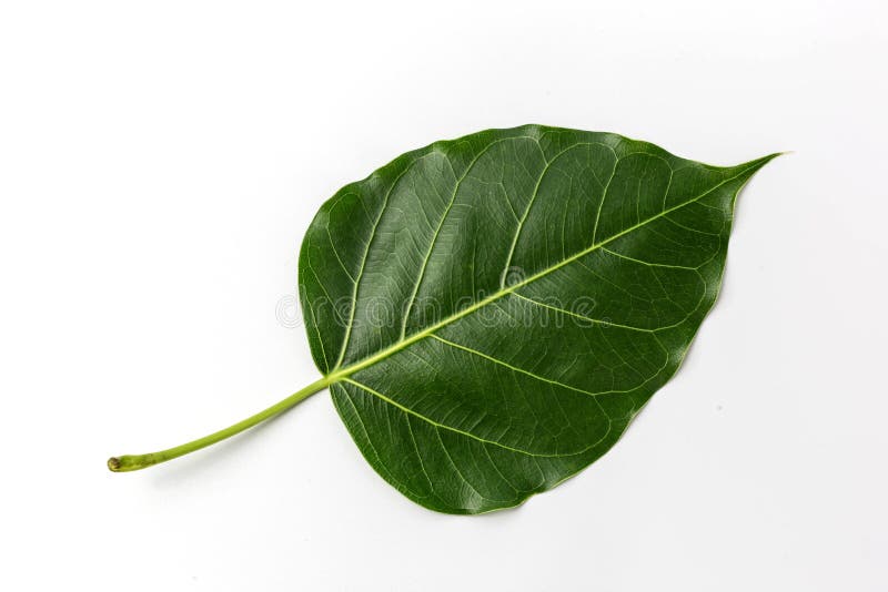 Bo leaves stock photo. Image of green, natural, design - 92196442