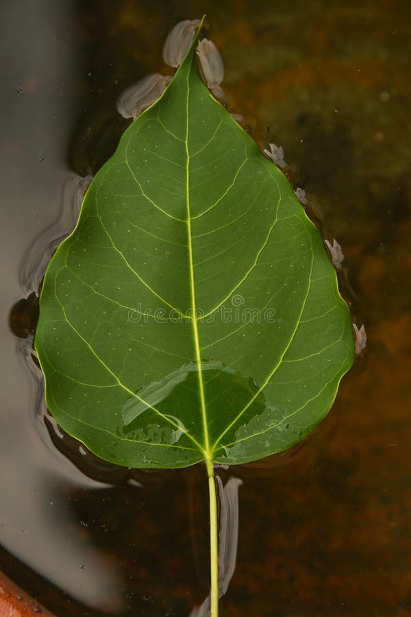 690 Bo Leaves Stock Photos - Free & Royalty-Free Stock Photos from ...