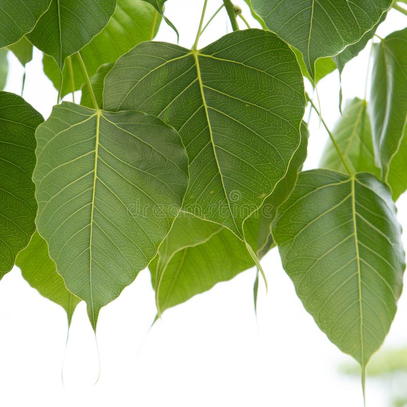 Bo leaves. stock image. Image of botanical, still, isolation - 31452101