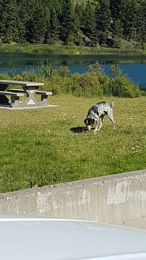 Dad& X27;s Best Friend Bo Stock Image - Image of lake, dads: 122502241