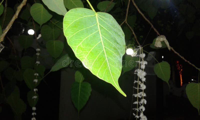 Bo-Tree stock image. Image of botree, view, temple, night - 119025833