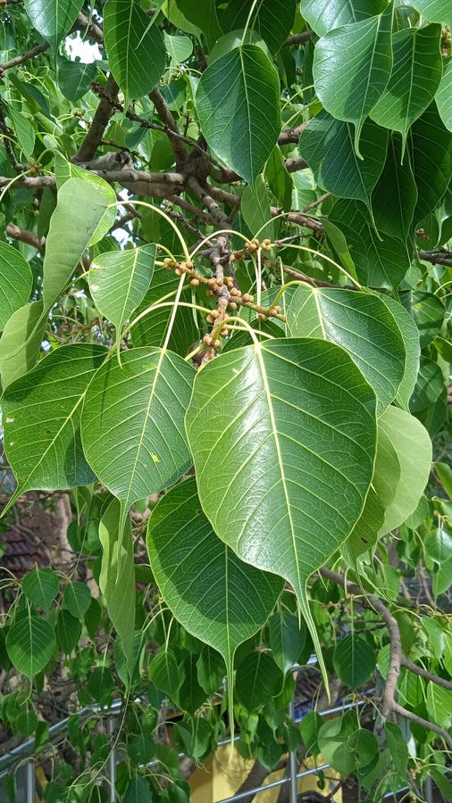 644 Bo Tree Leaf Stock Photos - Free & Royalty-Free Stock Photos from ...