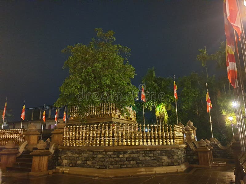 Bo tree in sri lanka stock image. Image of screenshot - 220161491