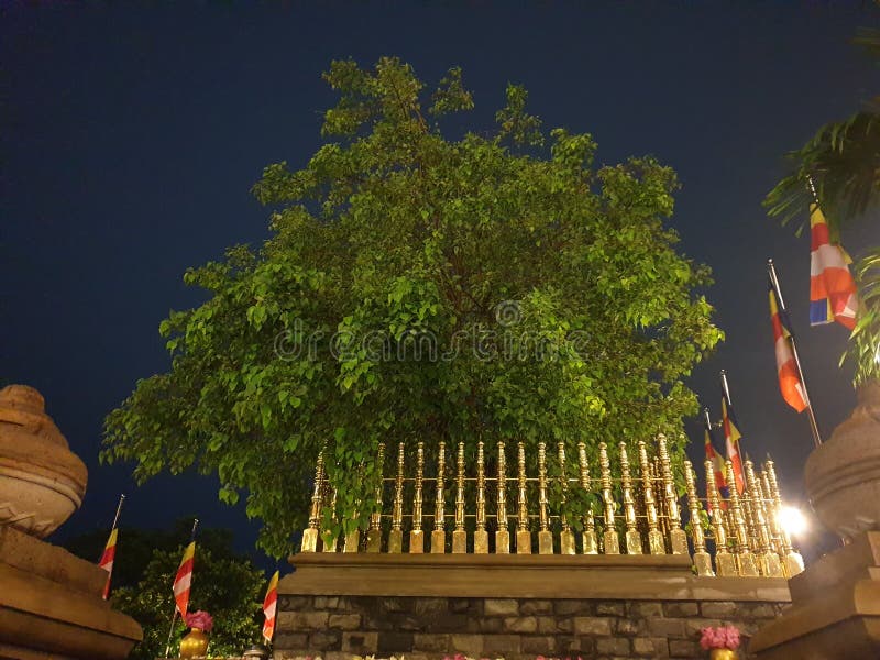 Bo tree in sri lanka stock image. Image of weta, tree - 220162825