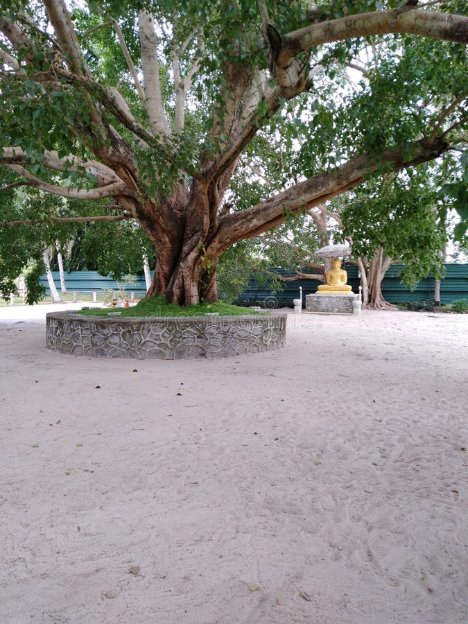 Bo tree in sri lanka stock photo. Image of religious - 224710370