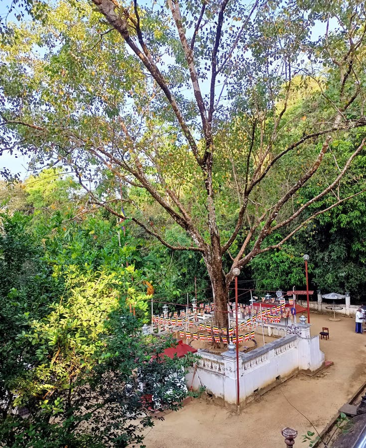 Bo Trees with Morning Sun Light Stock Image - Image of autumn, tree ...