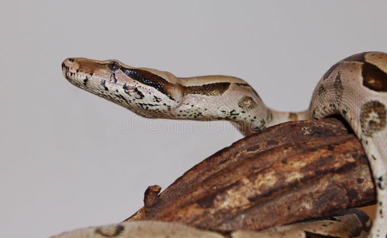 Boa Constrictor Wrapped Stock Photos - Free & Royalty-Free Stock Photos ...