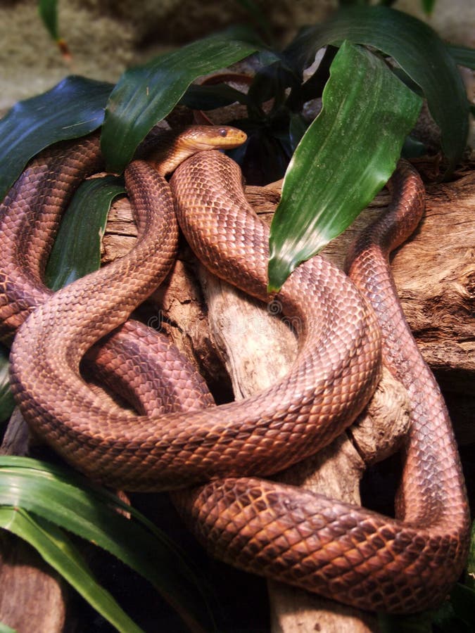 Boa stock photo. Image of long, viper, snake, venomous - 6295048