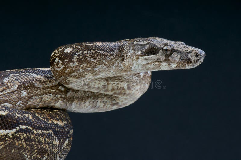 Constricteur De Constricteur De Boa De Constricteur De Boa Photo stock ...