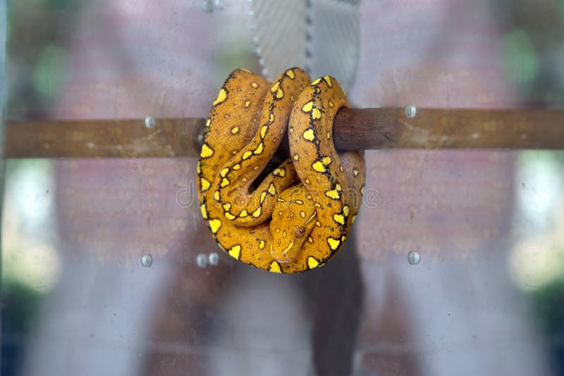 Boa coiled on a branch. stock image. Image of satan, scales - 99419227