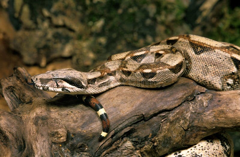 BOA CONSTRICTEUR Boa Constrictor Stock Photo - Image of full, length ...