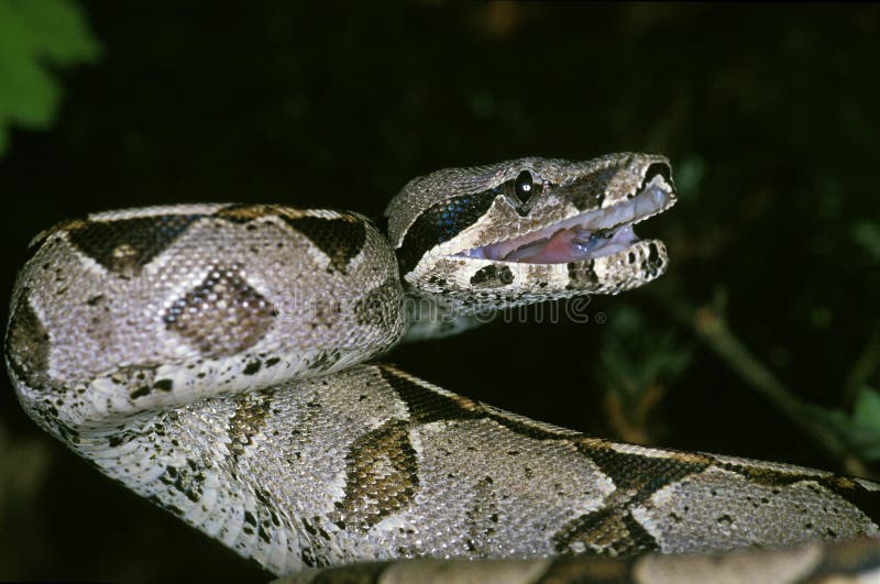 BOA CONSTRICTEUR Boa Constrictor Stock Photo - Image of full, length ...