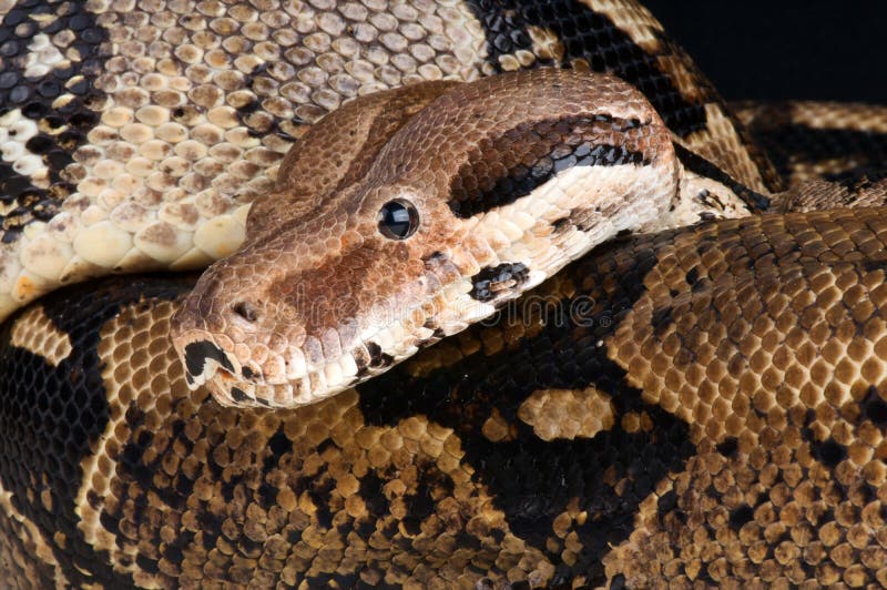 Huge Boa Constrictor in Jungle Stock Image - Image of coldblooded ...