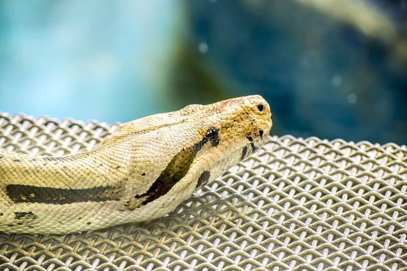 Boa Constrictor stock photo. Image of ambush, caribbean - 24591912