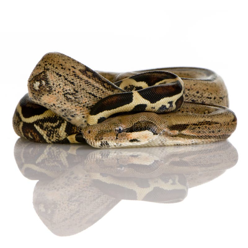 Snake-Gaboon viper stock photo. Image of animal, gaboon - 5534174