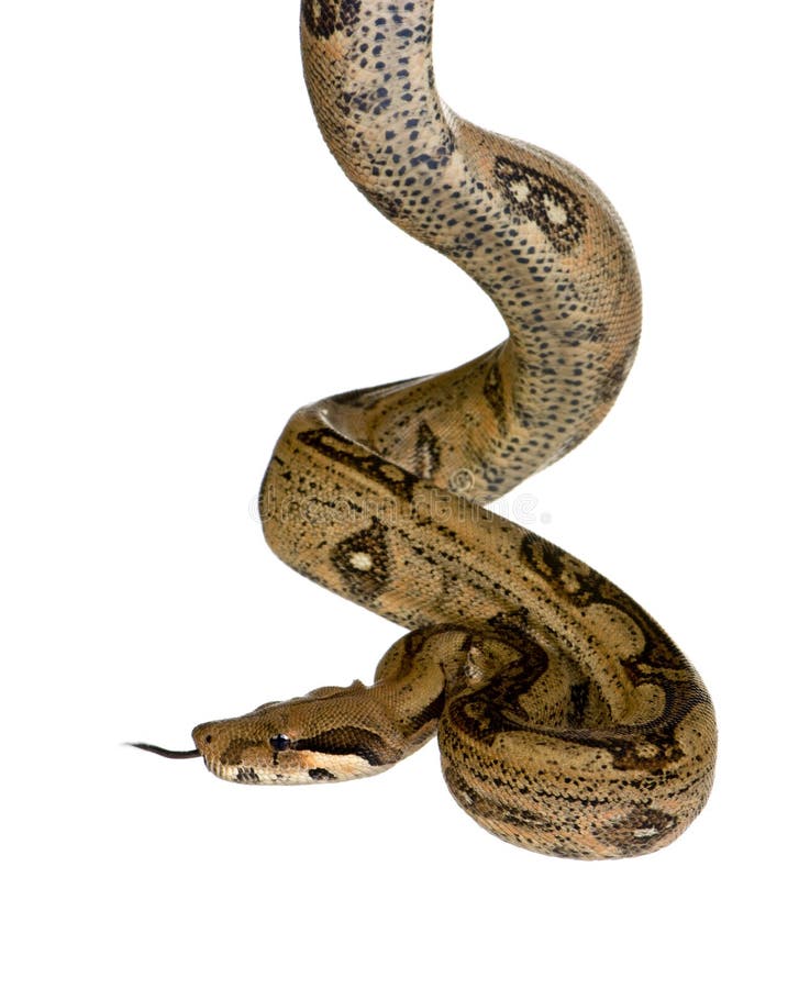 Boa constrictor stock image. Image of serpentine, reptilian - 3686399