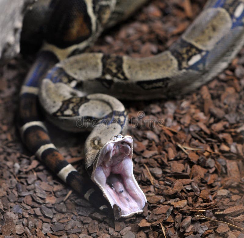 Boa constrictor stock image. Image of diversity, africa - 8961745