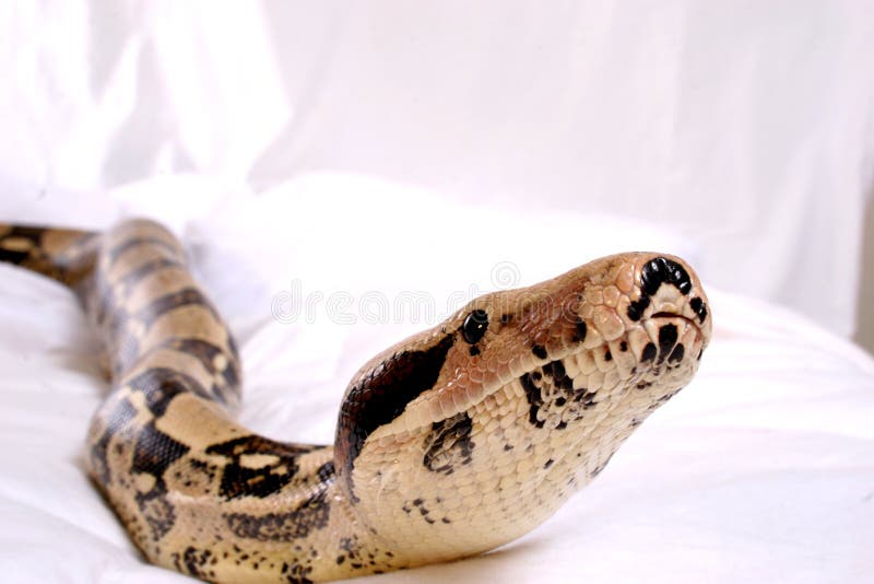 Boa Constrictor stock image. Image of serpent, fangs, pets - 917265