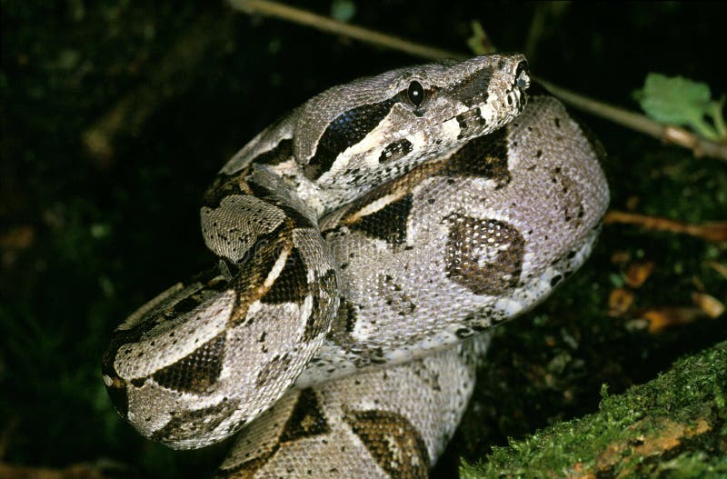 Boa Constrictor, Boa Constrictor, Adult with Open Mouth, Defensive ...
