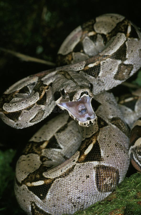 Boa Constrictor, Boa Constrictor, Adult with Open Mouth, Defensive ...