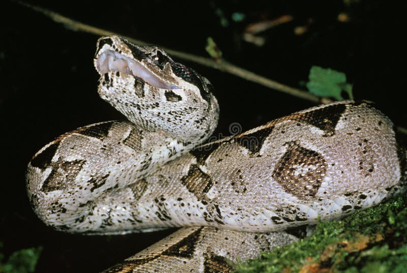 Boa Constrictor, Boa Constrictor, Adult with Open Mouth, Defensive ...