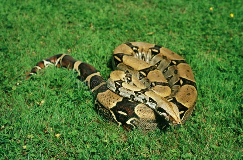 Boa Constrictor, Boa Constrictor, Adulto En Postura Defensiva Imagen de ...