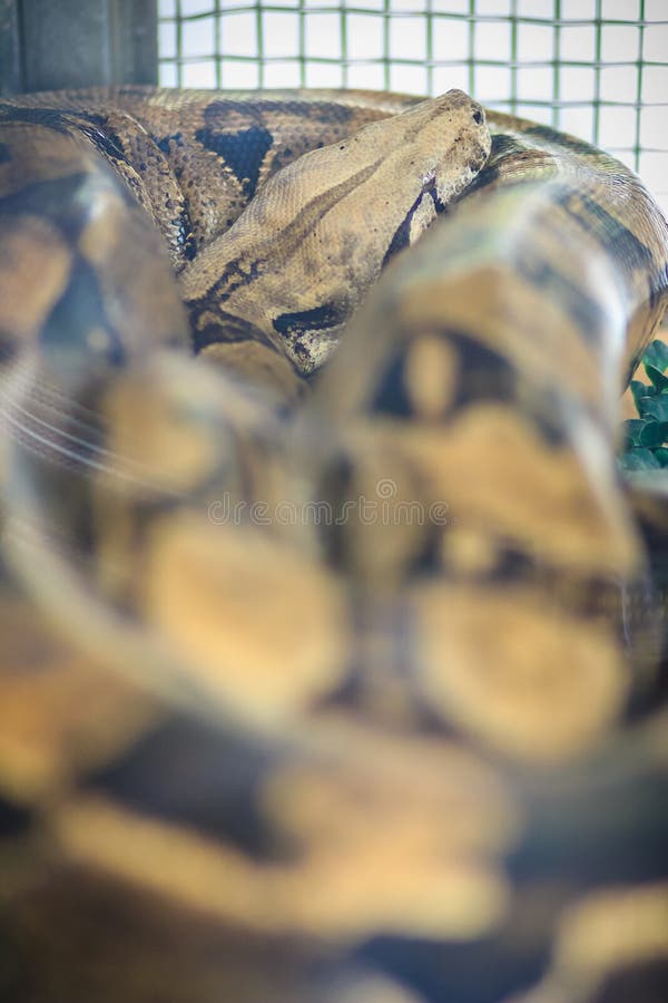 The Boa Constrictor, Also Called the Red-tailed Boa or the Common Boa ...