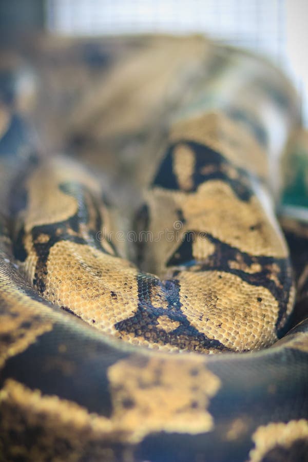 Boa Constrictor Snake Head in the Green Background. the Boa Constrictor ...