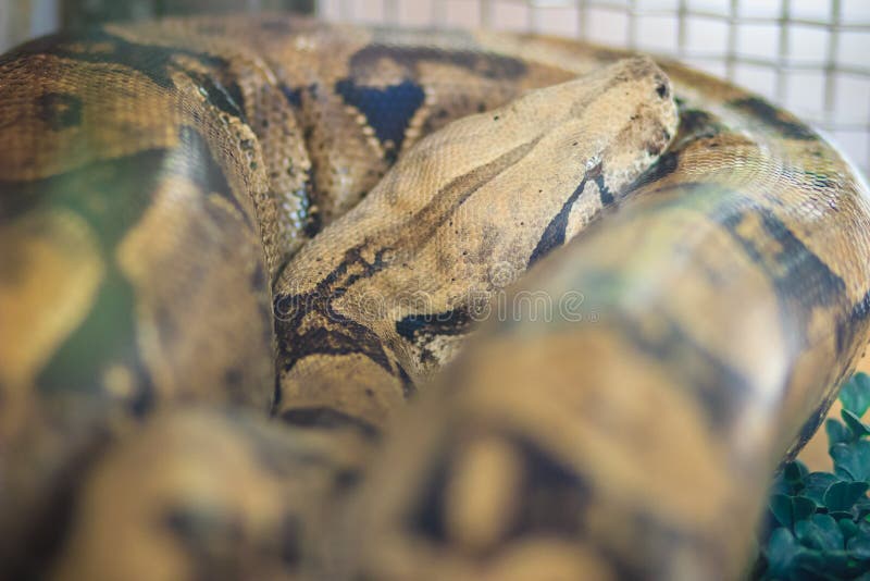 The Boa Constrictor, Also Called the Red-tailed Boa or the Common Boa ...