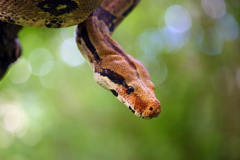 Common boa constrictor - netft