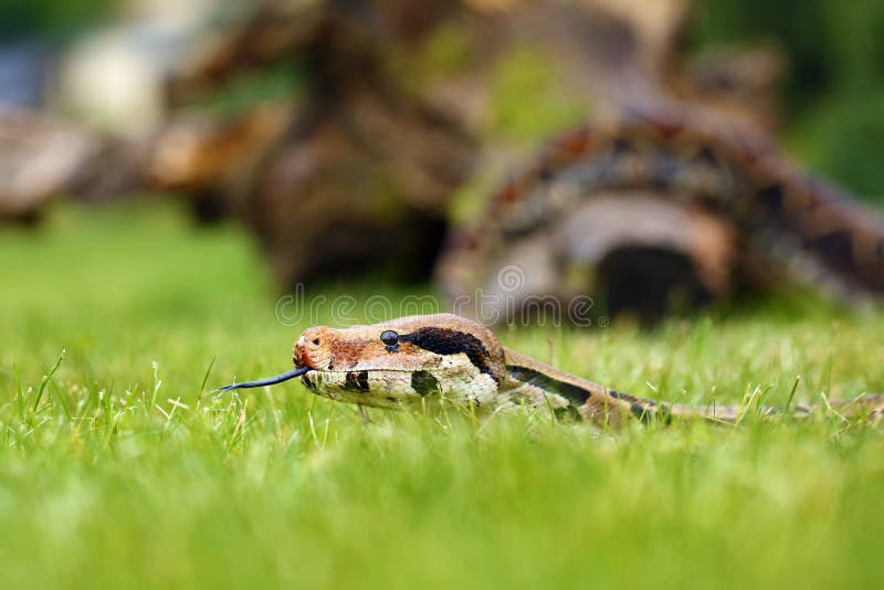 The Boa Constrictor Boa Constrictor, Also Called the Red-tailed or the ...